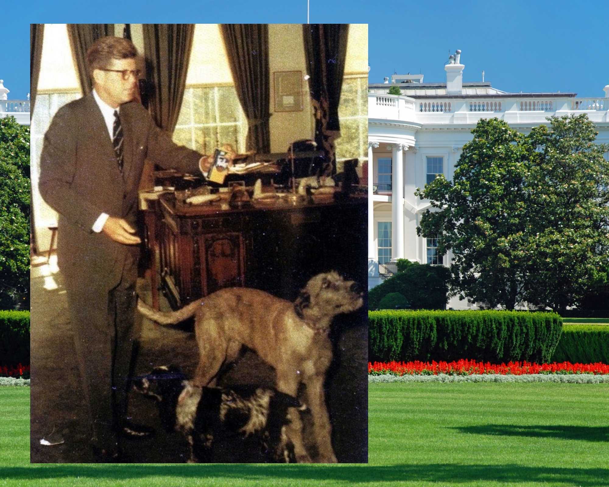 The Kennedy dogs, Charley and Pushinka Pushinka and Charley’s puppies ...